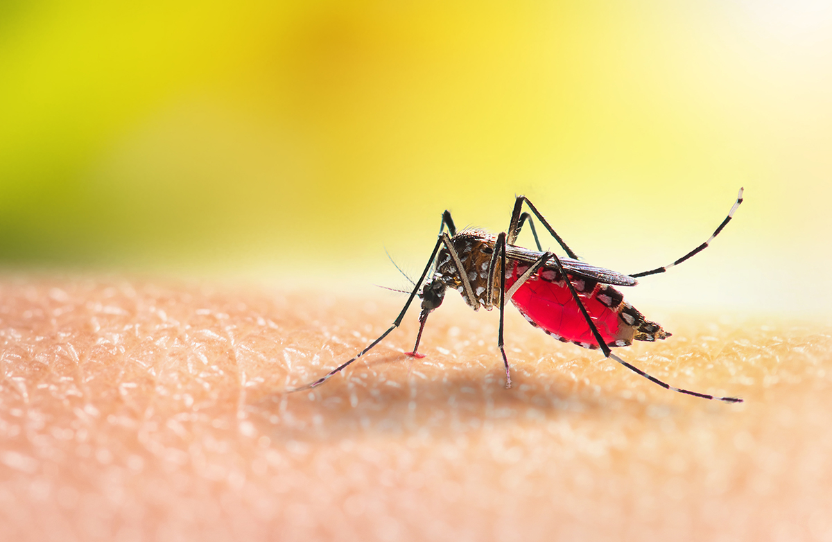 First Human West Nile Virus Case Spurs Health Dept. Advisory - Rockland ...